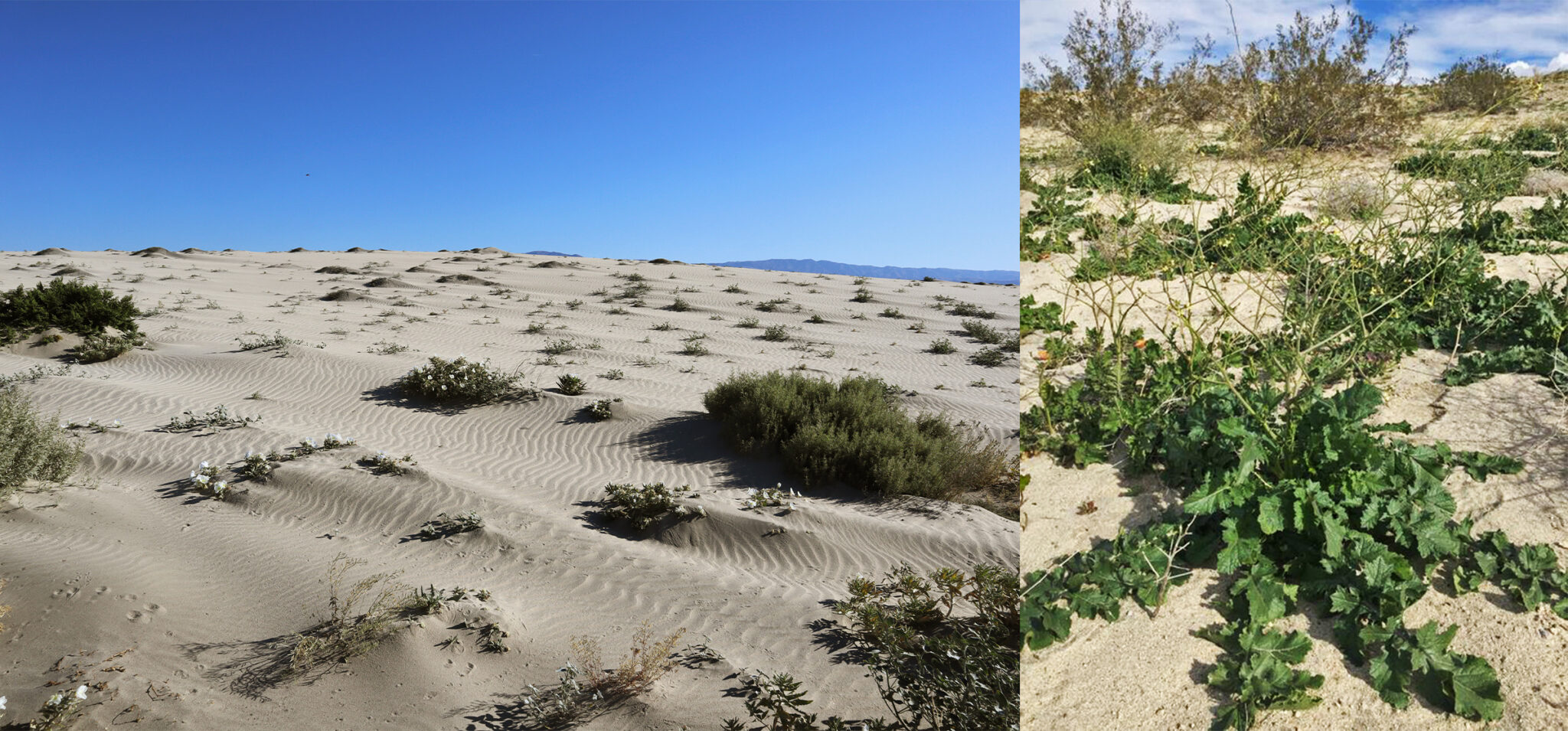 In California, an invasive mustard is destabilizing desert plant ...