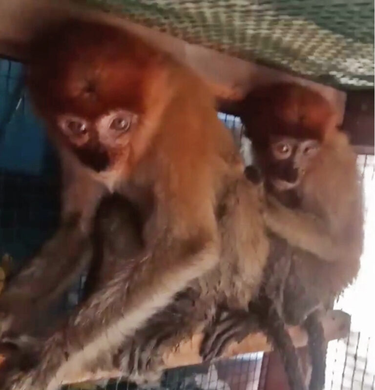 Study finds worrying uptick in proboscis monkey trade in Indonesia