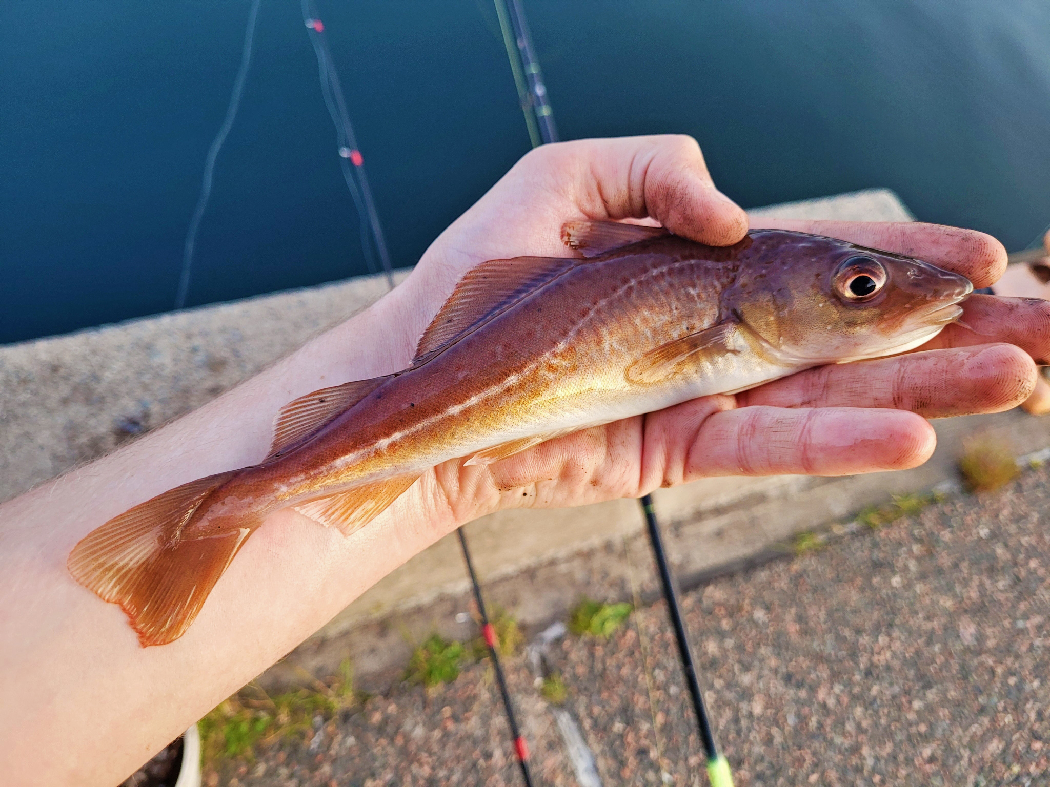 Evolution in overdrive as Baltic cod shrink due to fishing pressure ...