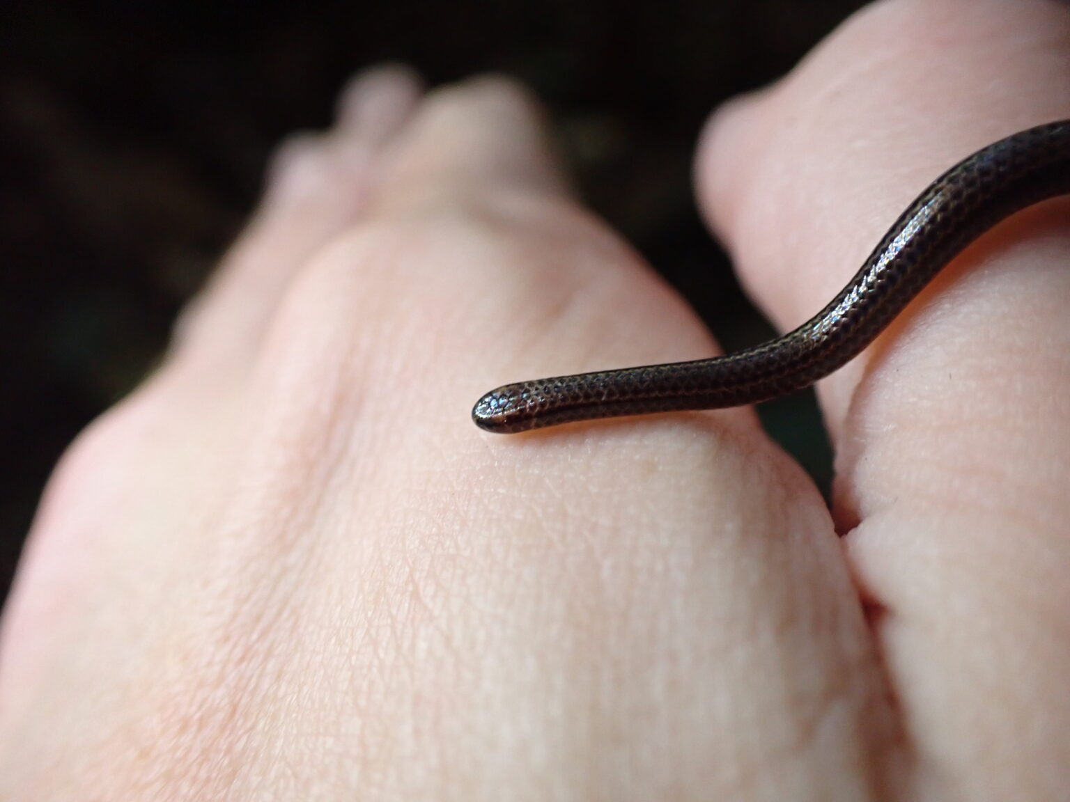 World's smallest snake spotted by scientists in Barbados after 20-year ...