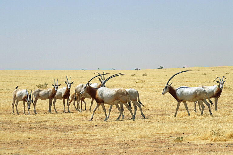 Scimitar-horned oryx in Ouadi Rimé-Ouadi Achim Faunal Reserve in Chad. Image by Inyathi via Wikimedia Commons (CC BY-SA 4.0).
