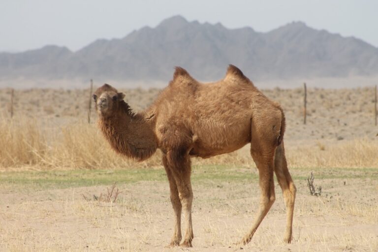 More than 10,000 species on brink of extinction need urgent action: Study