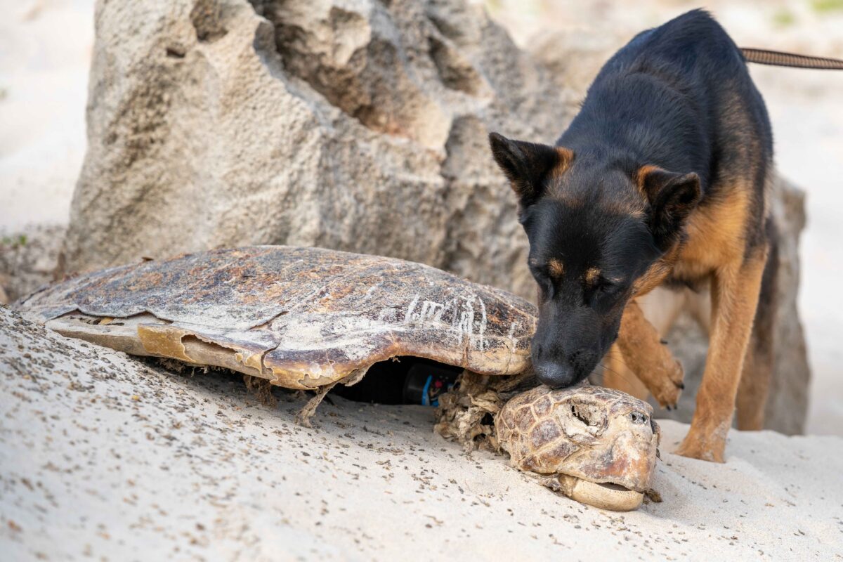 Former poachers guard Cabo Verde’s endangered sea turtles
