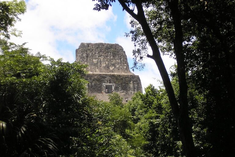 Reversing deforestation relies on resource ownership (commentary)