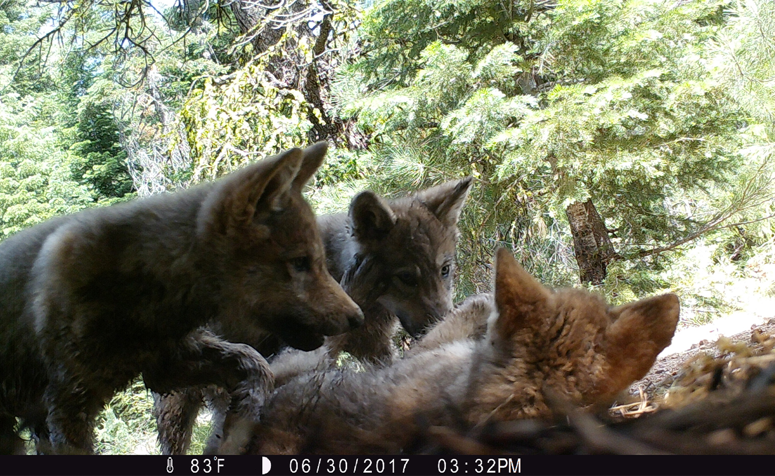 Wolves’ continued spread in California brings joy, controversy ...