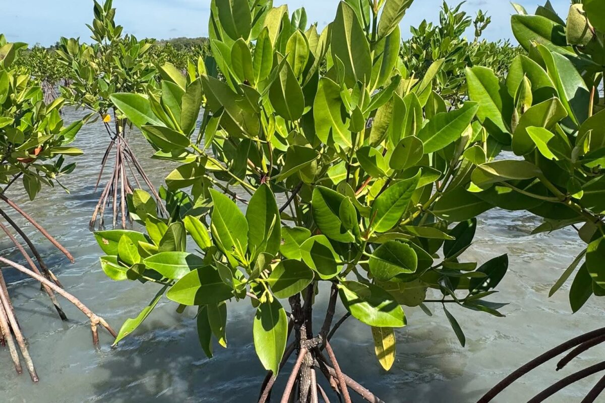 Sri Lanka plans restoring revoked protection for an important mangrove ...