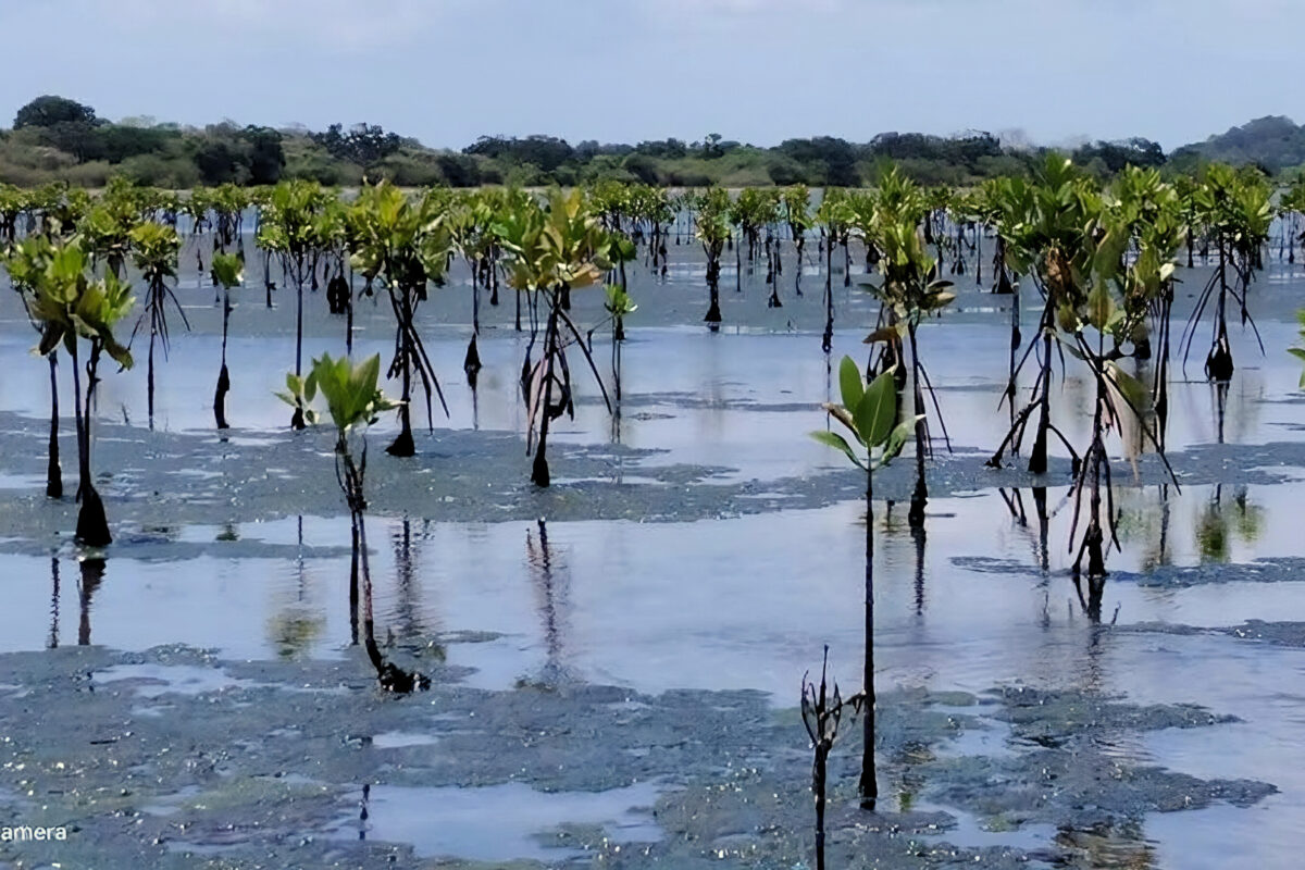 Sri Lanka plans restoring revoked protection for an important mangrove patch in the island’s North