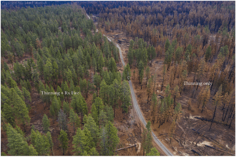 Fixing forests or fueling fires? Scientists split over active management