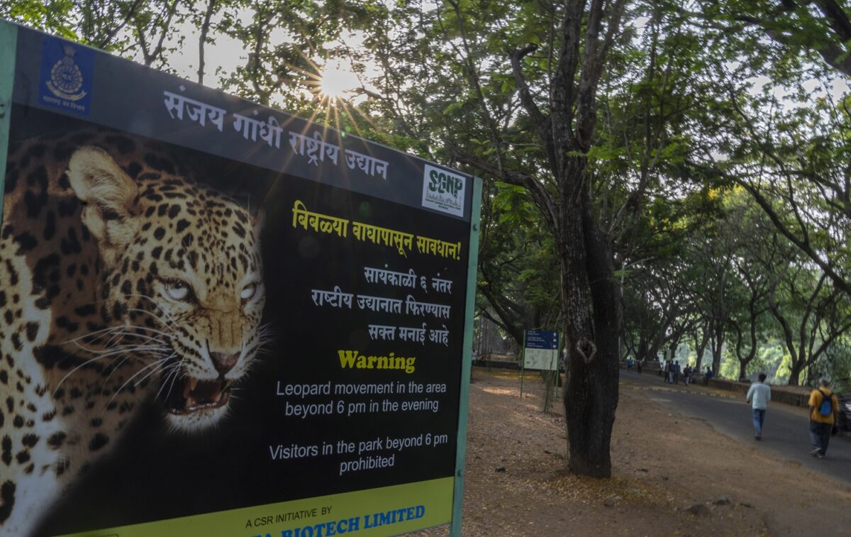 In India, humans & leopards meet near major cities; preserving habitat ...