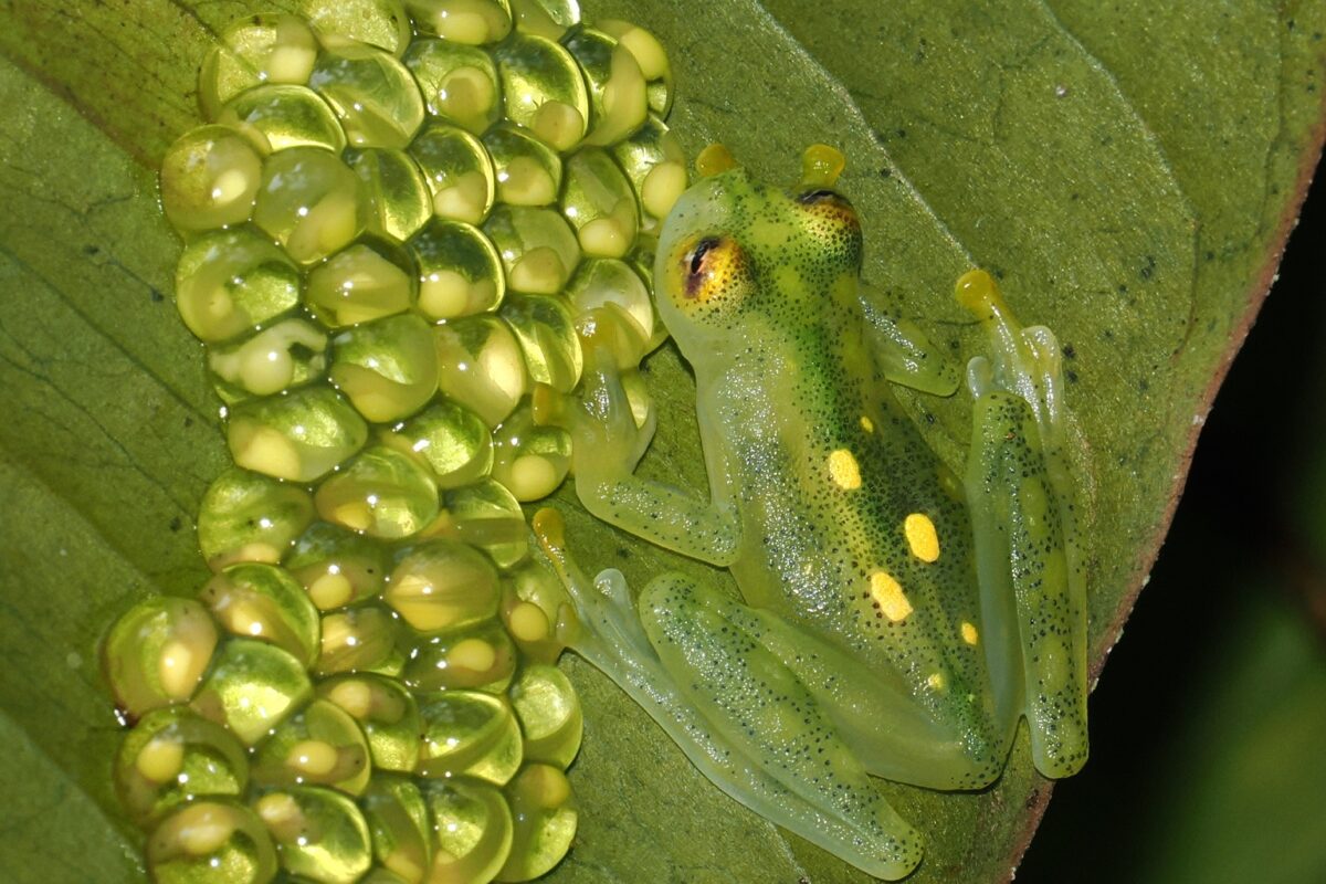 US proposes zero new protections for traded wildlife at upcoming CITES CoP