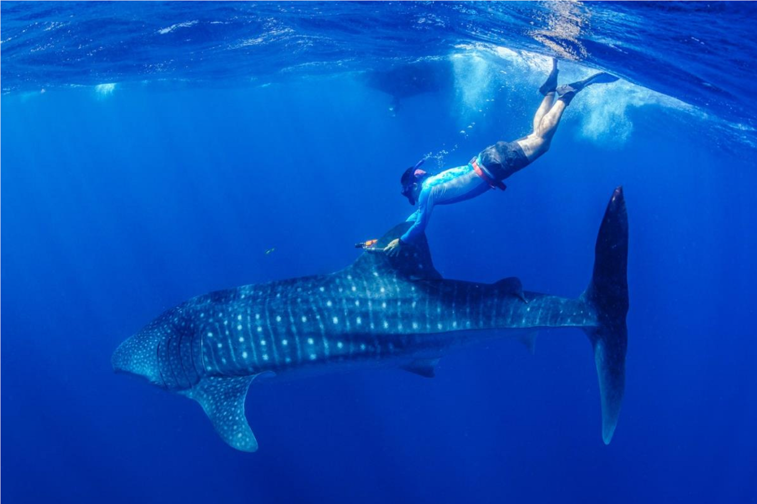 Whale shark hotspot discovered along the Great Barrier Reef
