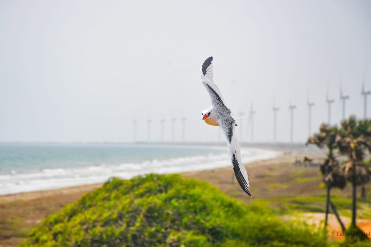 Respite, for now, for bird migration hotspot at heart of Sri Lanka’s ...