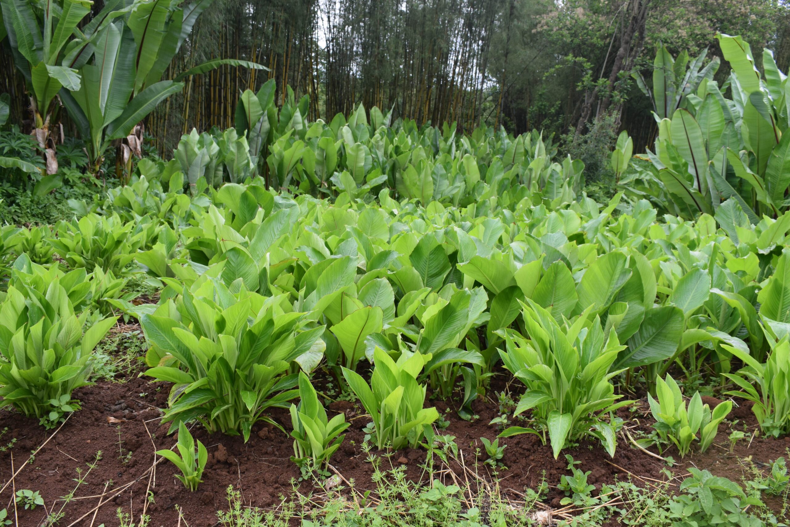 Ethiopian initiatives try to mainstream traditional and resilient enset ...