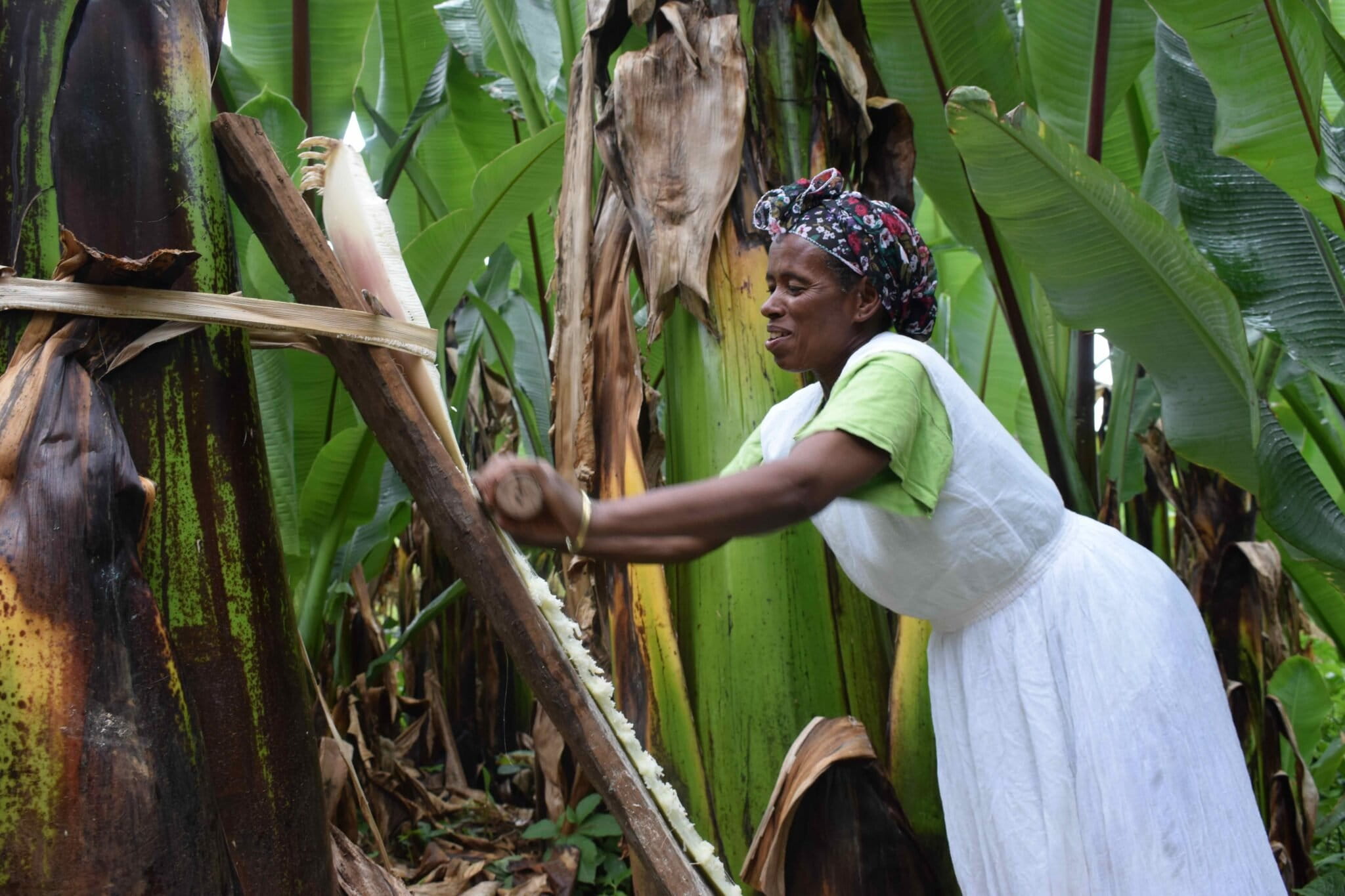 Ethiopian initiatives try to mainstream traditional and resilient enset ...