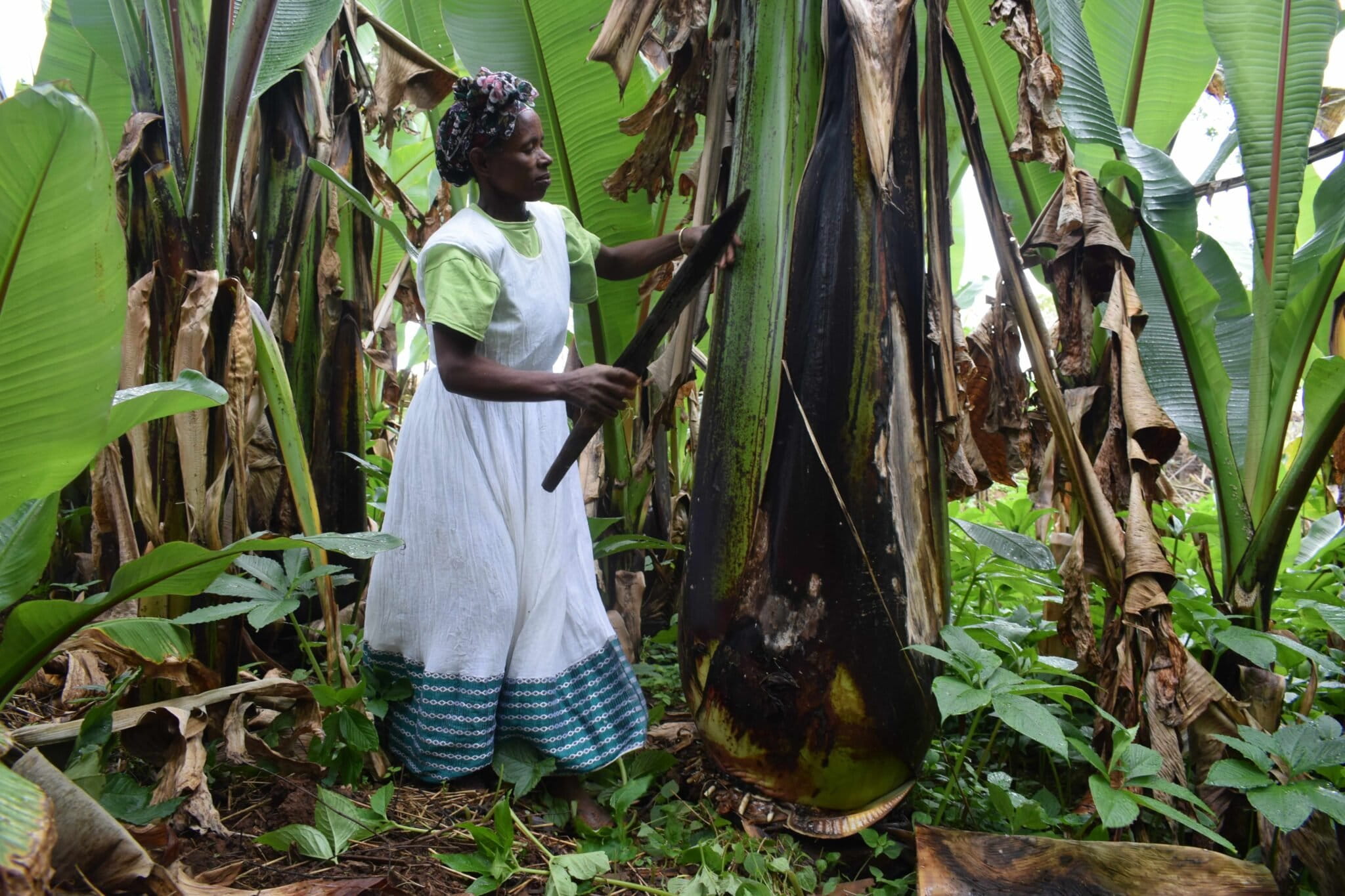 Ethiopian initiatives try to mainstream traditional and resilient enset ...