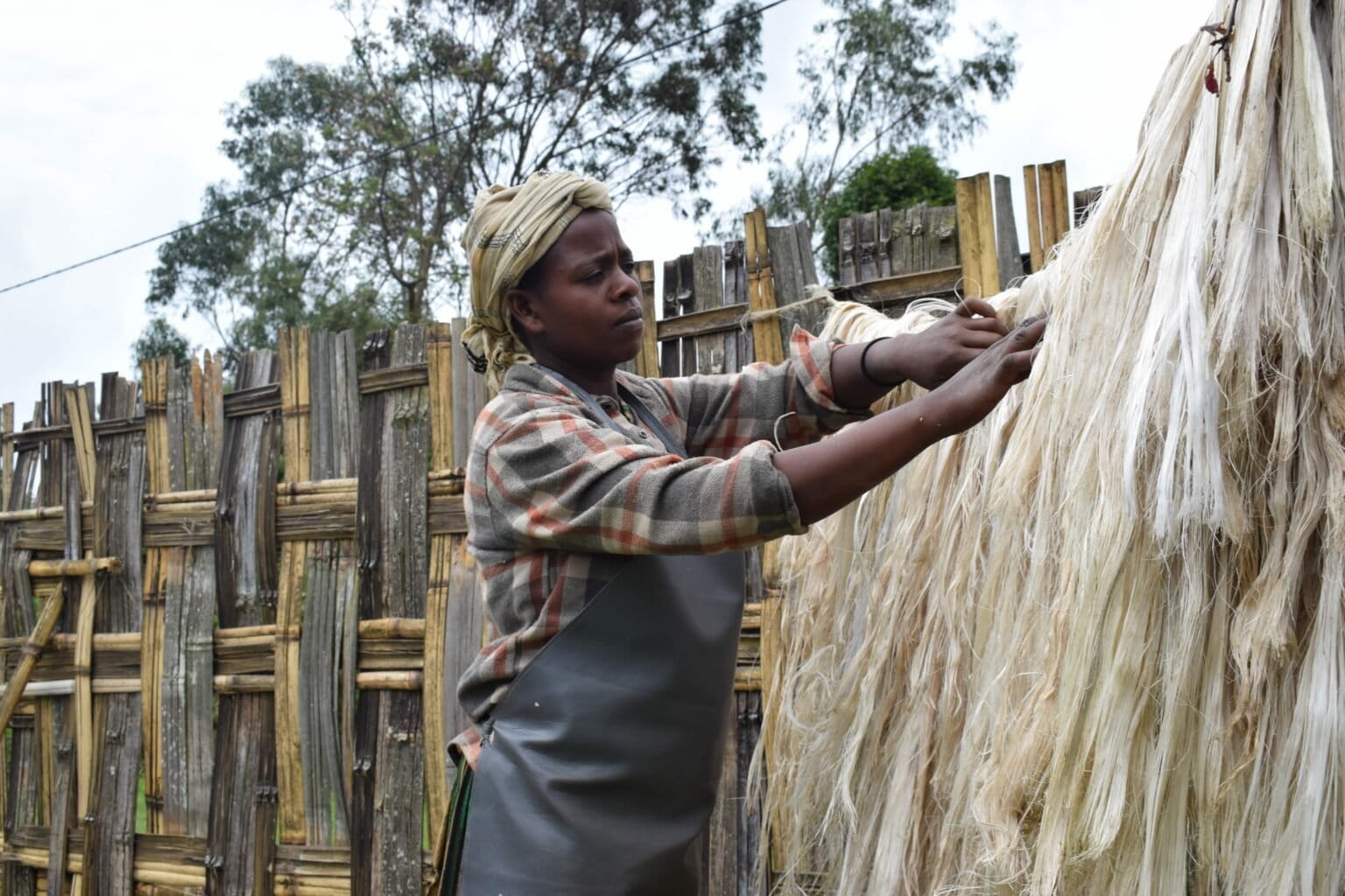 Ethiopian initiatives try to mainstream traditional and resilient enset ...