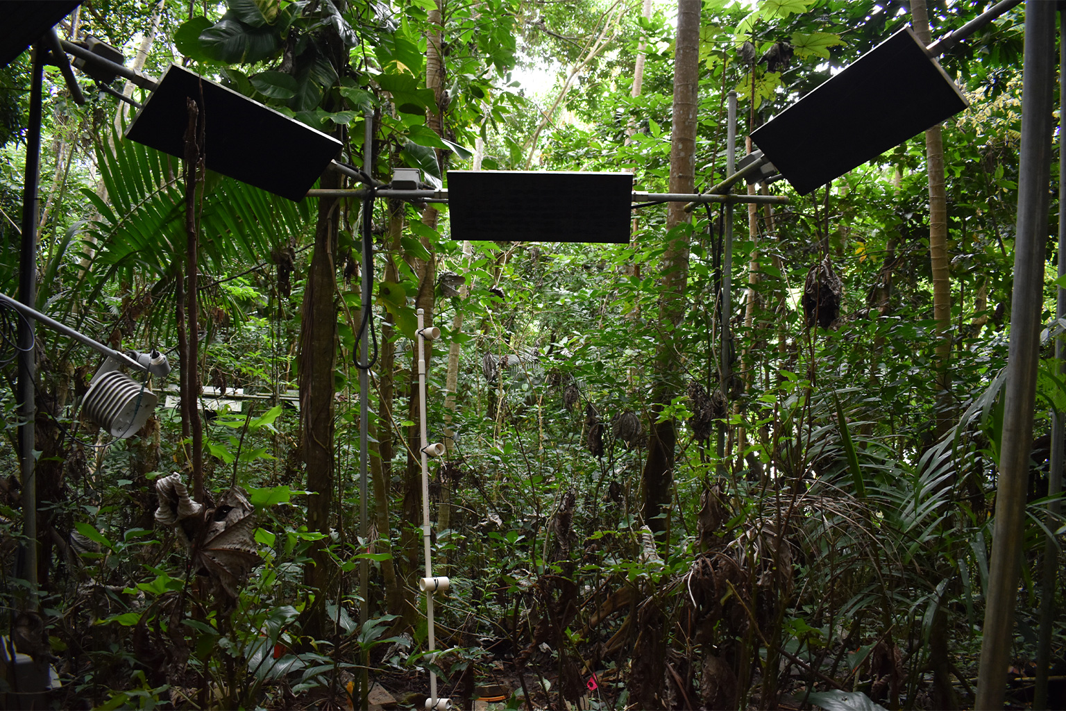 Warming triggers unprecedented carbon loss from tropical soils, study finds