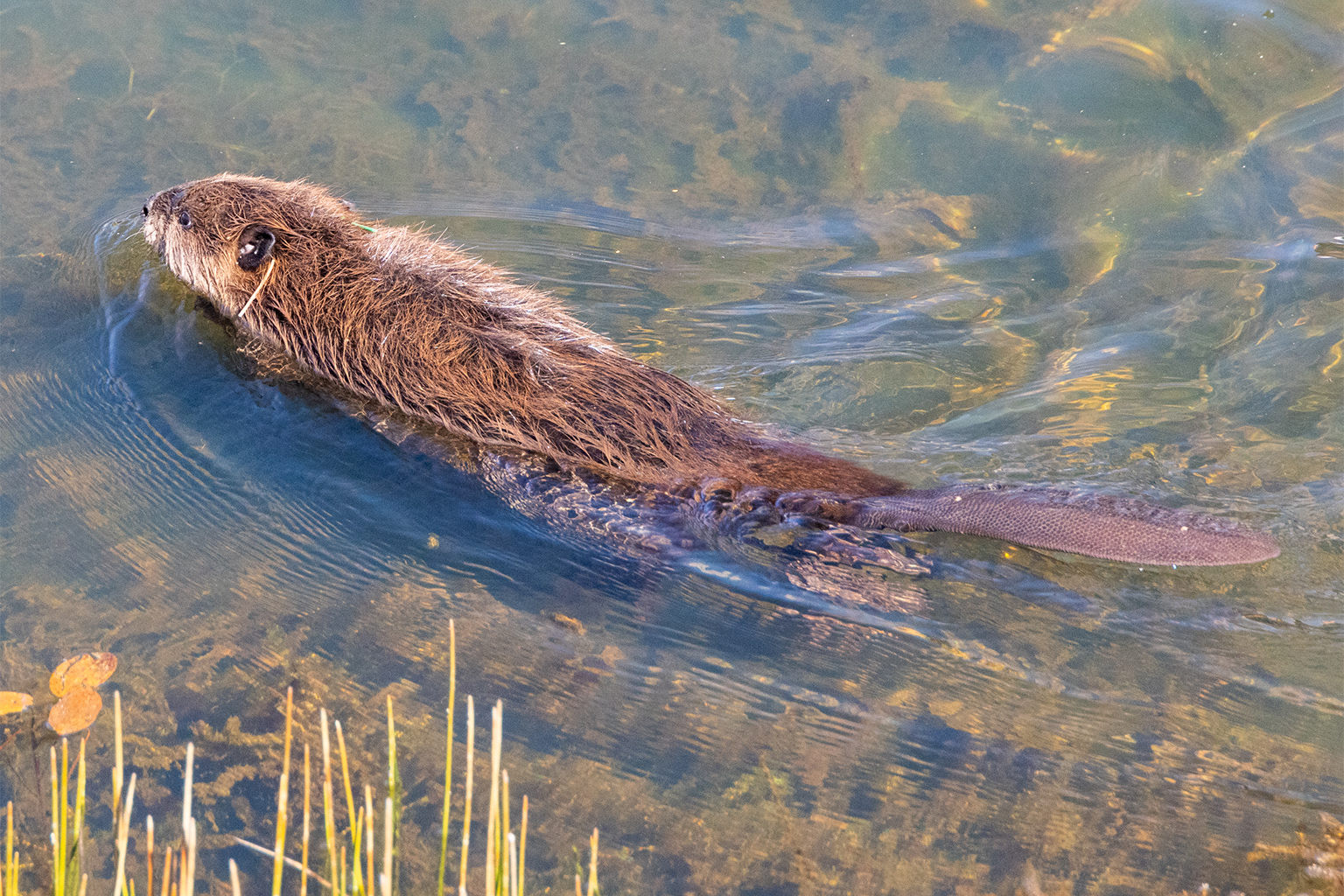 When does beaver reintroduction make sense?