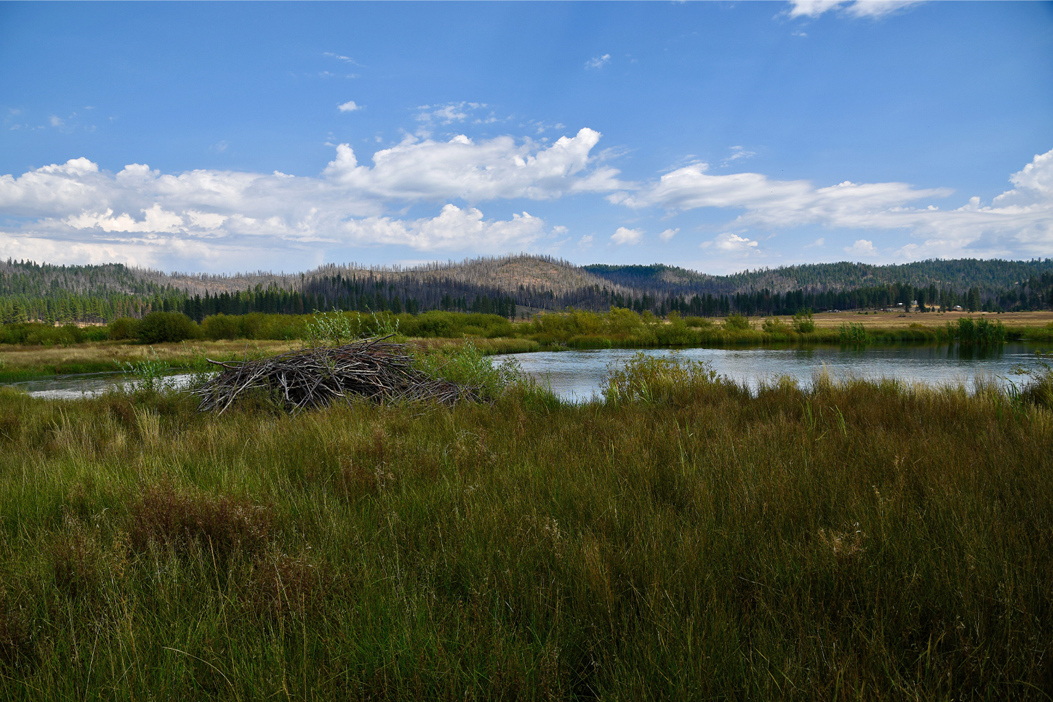 When does beaver reintroduction make sense? - South Africa Today