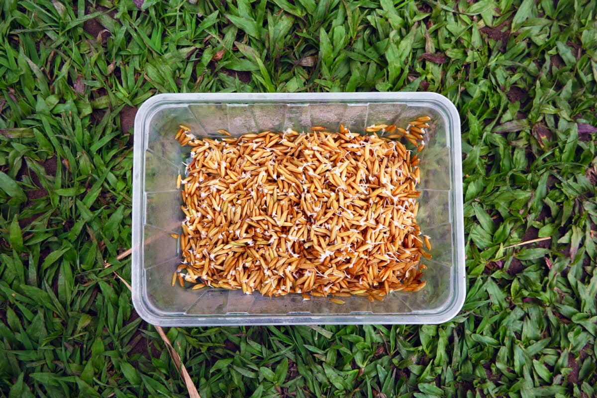 Malaysian small-scale farmers worry about rights under proposed seed ...