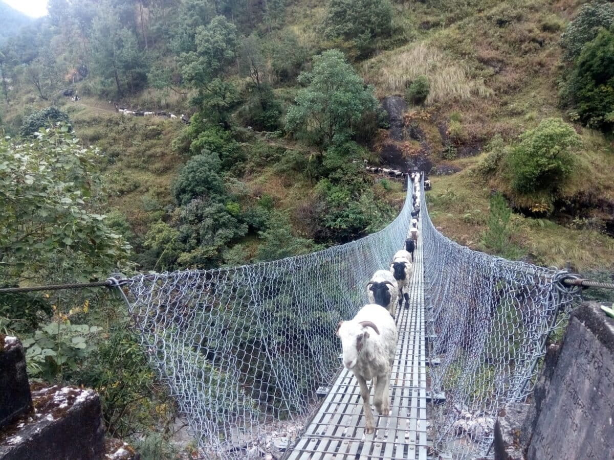 The Indigenous tradition sustaining Nepal’s alpine pastures amid ...