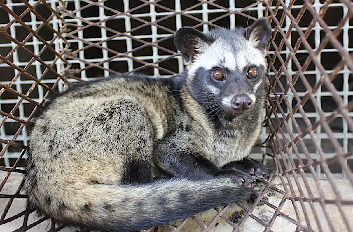 New global guidelines needed to rein in the wildlife pet trade (commentary)