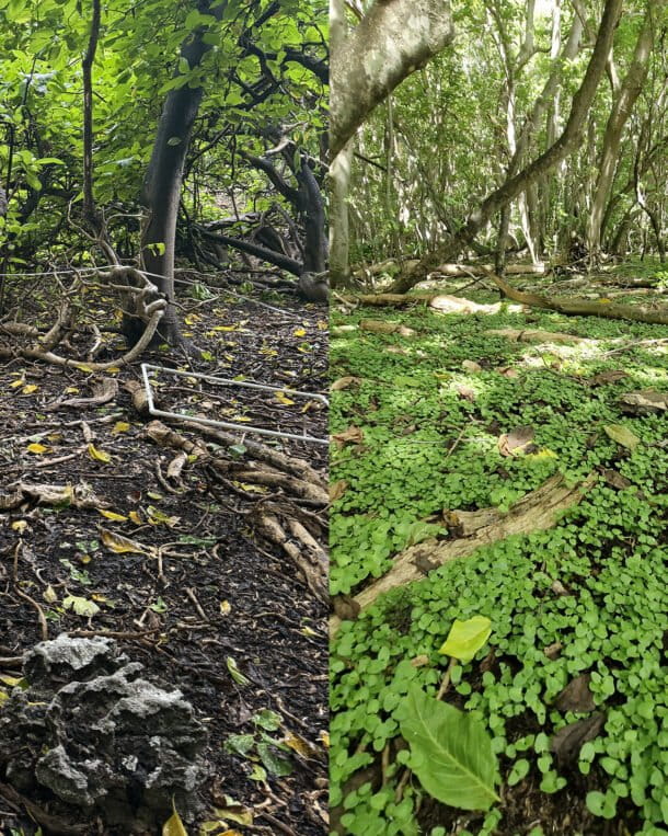 Removing rats helps revive forests, birds & coral in the Marshall Islands