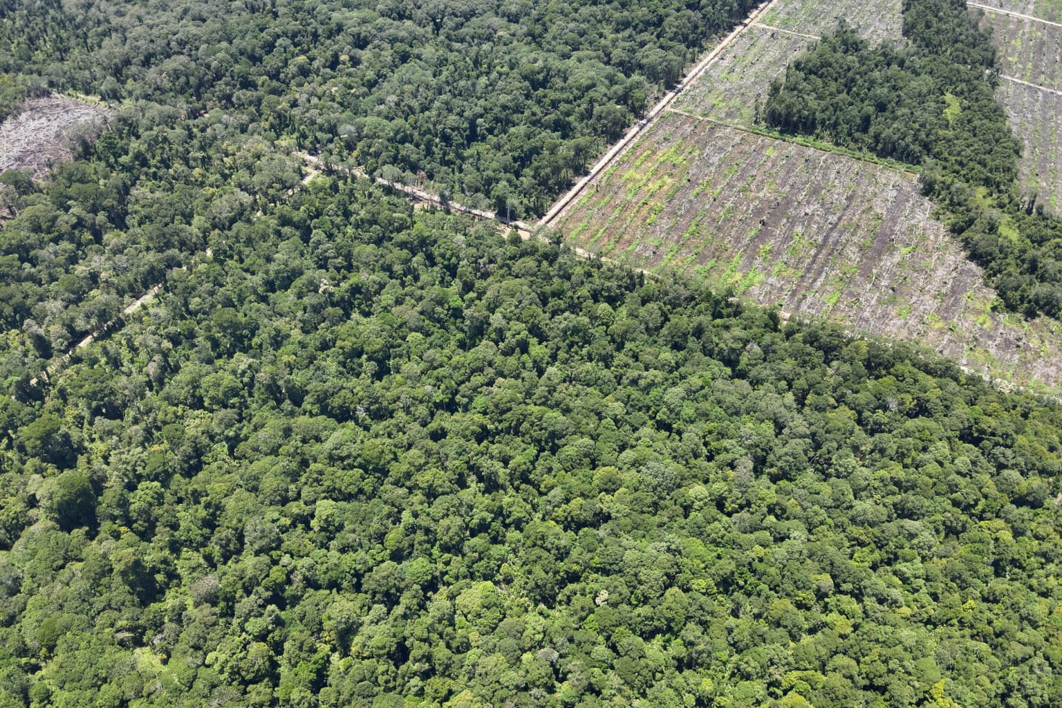 New cluster of Tapanuli orangutans discovered in Sumatra peat swamp