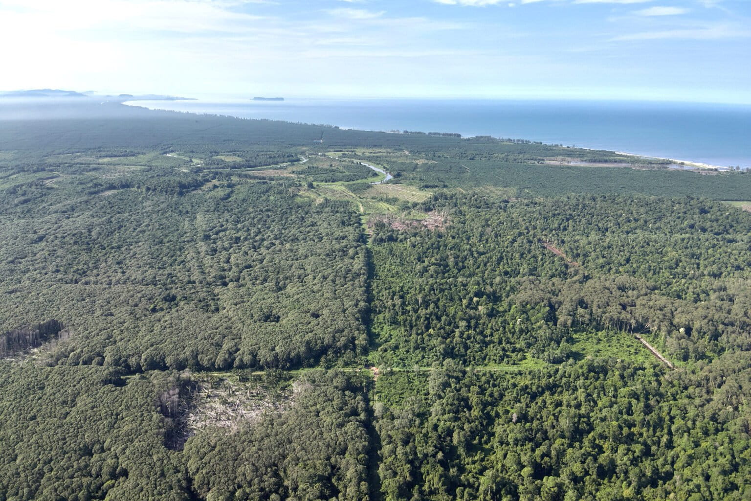 New cluster of Tapanuli orangutans discovered in Sumatra peat swamp