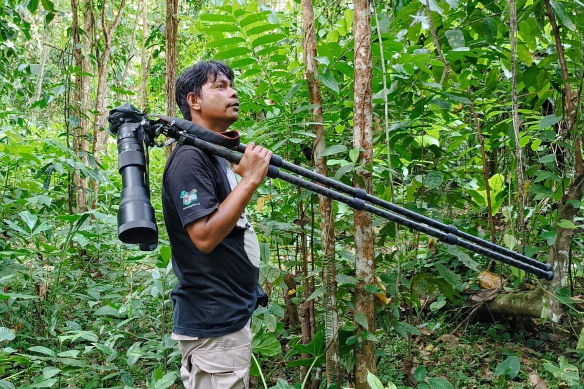 New cluster of Tapanuli orangutans discovered in Sumatra peat swamp