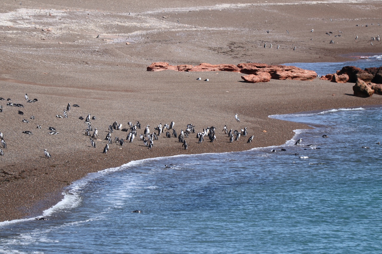 State-NGO collaboration expands protection for Patagonia’s biodiversity ...