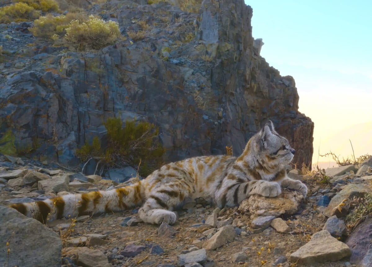 Researchers fear Chile copper project may threaten rare Andean cat ...