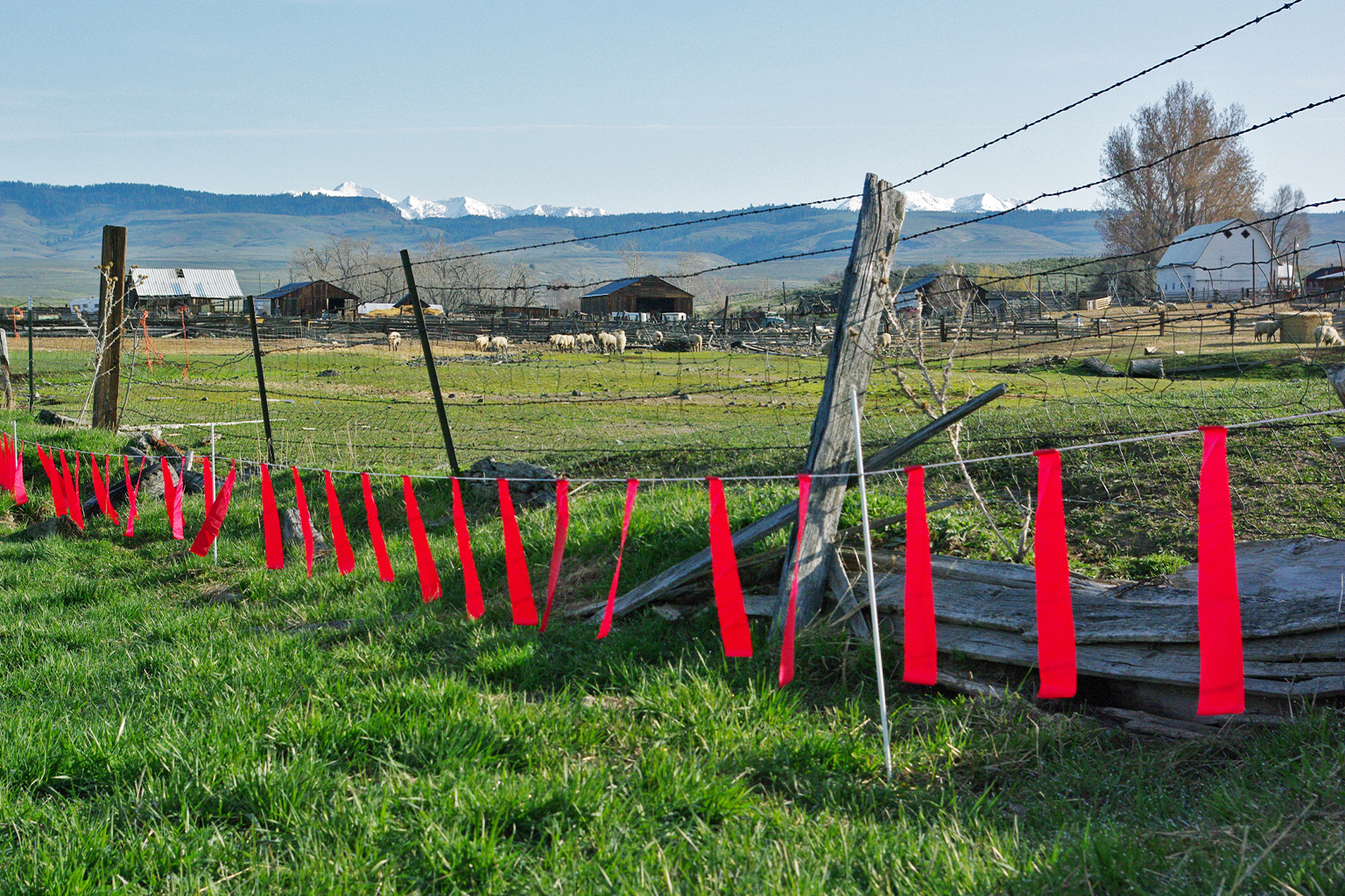 Choosing coexistence over conflict: How some California ranchers are ...