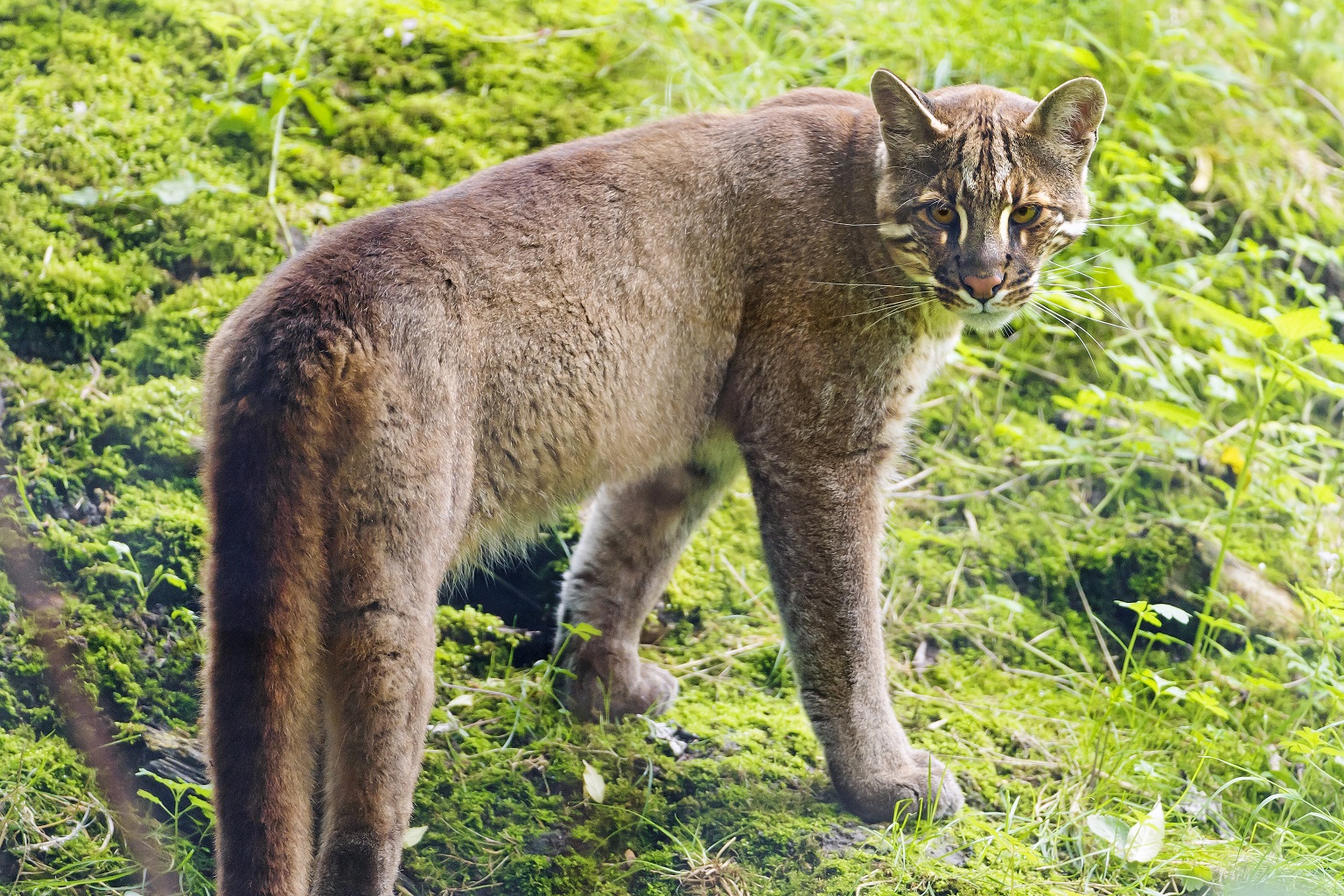 Asian golden cat range expands, but declines continue amid rising threats