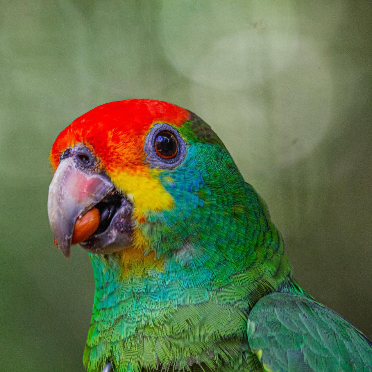 Rare parrots return to Atlantic Forest fragment after decades of silence