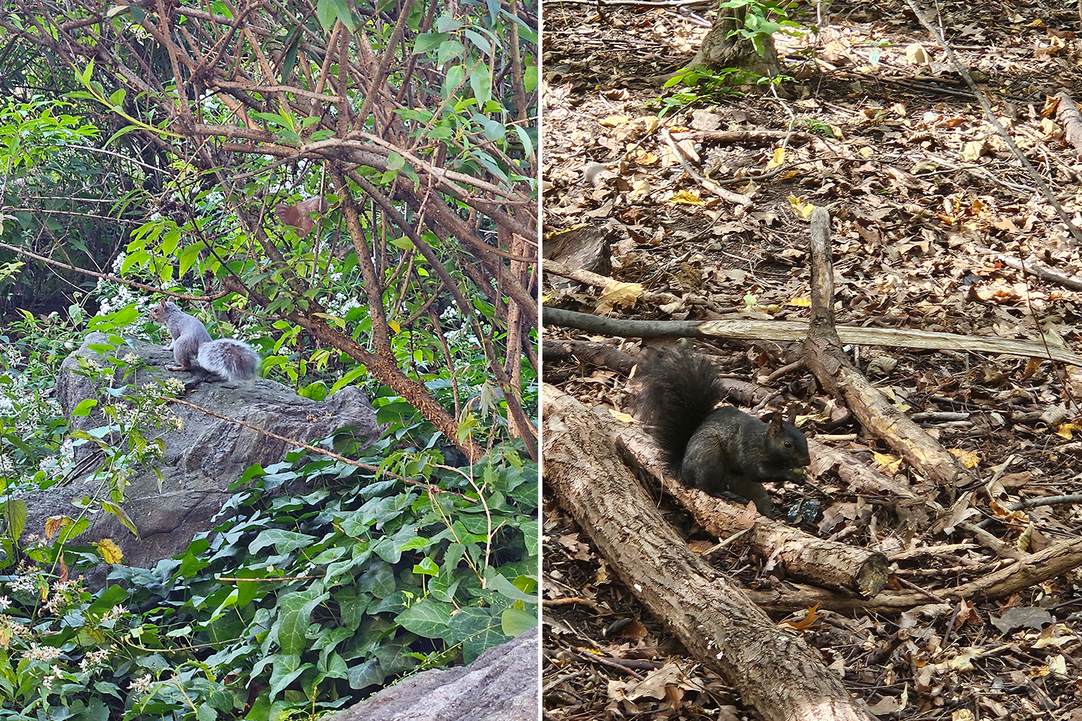 What Central Park’s Squirrel Census says about conservation tech: Interview with Okala’s Robin ...