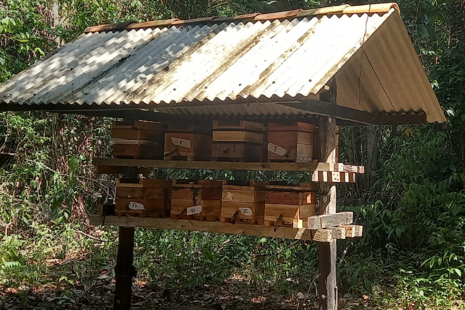 Amazon's stingless bee propolis shows potent healing power, studies show