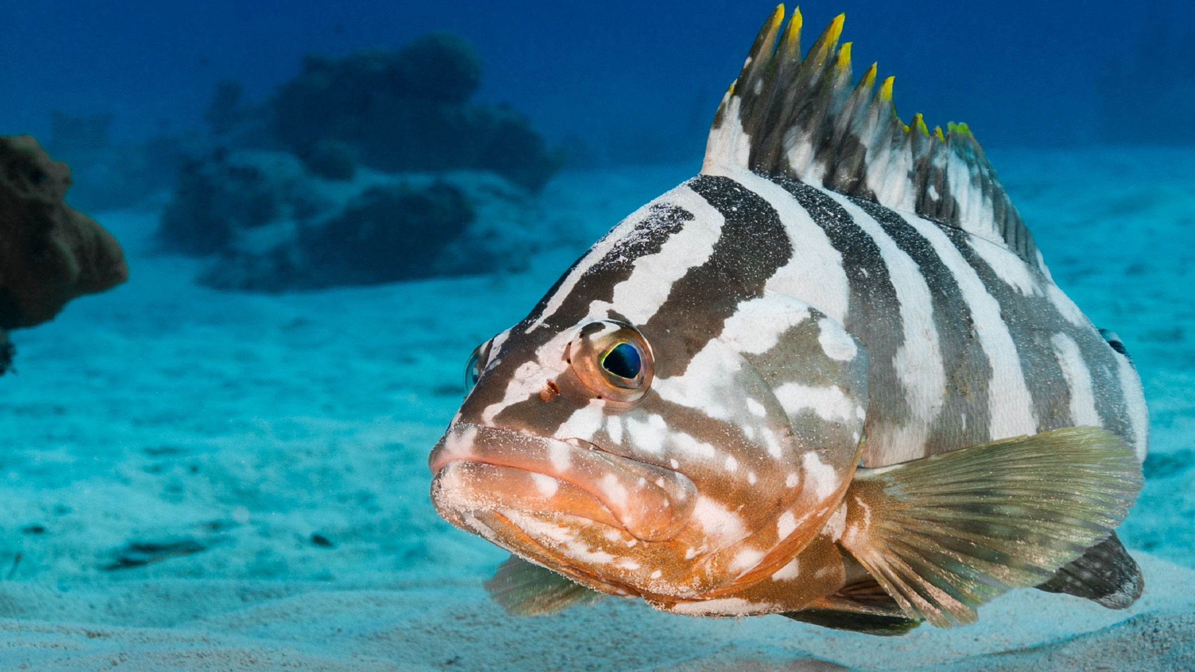 Study finds important Nassau grouper spawning site in Belize near collapse