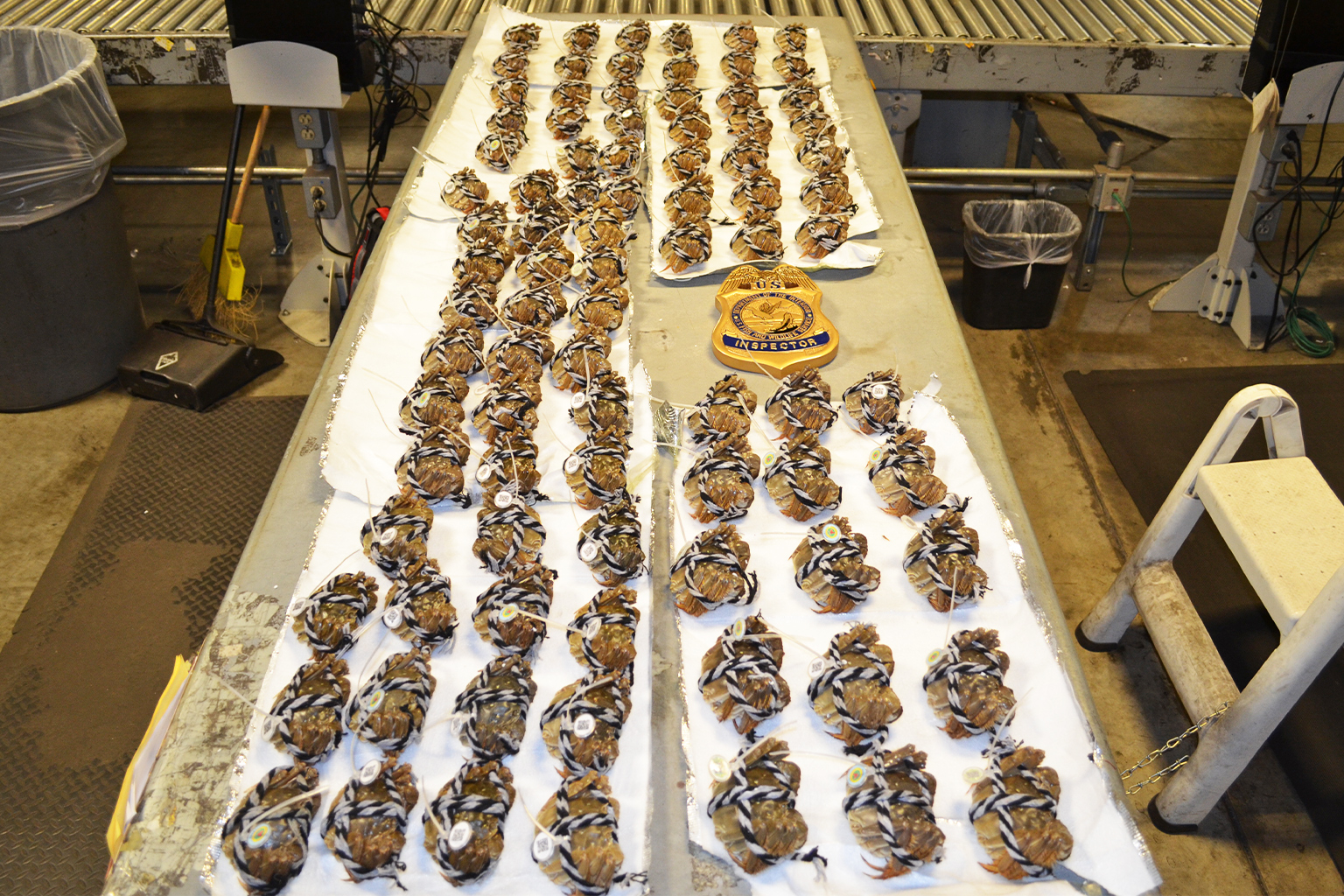 It’s ‘whack-a-mole’: Alarming rise in pet trade fuels wildlife ...