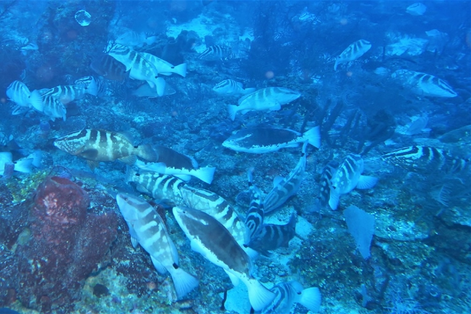 Study finds important Nassau grouper spawning site in Belize near collapse