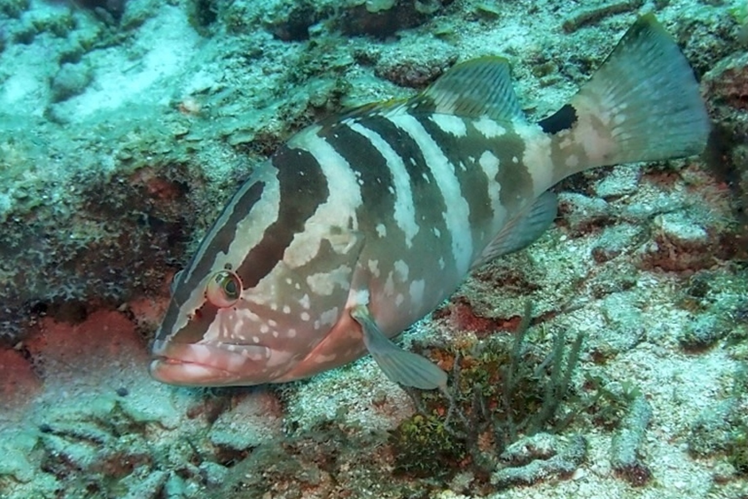 Study finds important Nassau grouper spawning site in Belize near collapse