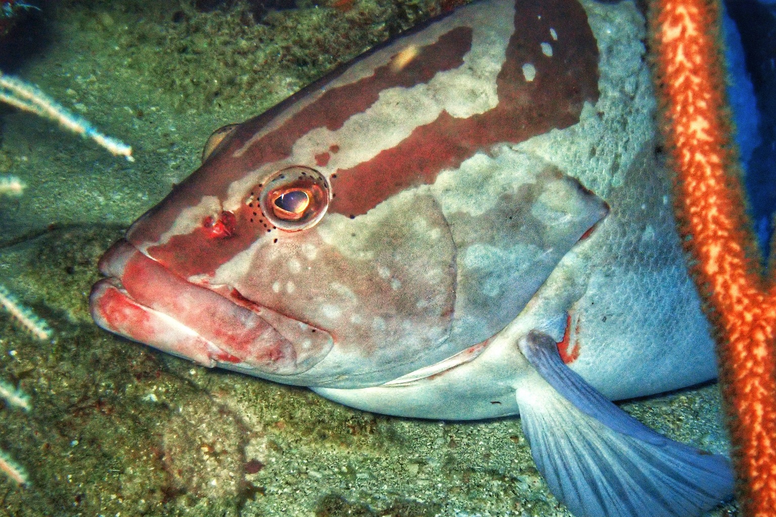 Study finds important Nassau grouper spawning site in Belize near collapse
