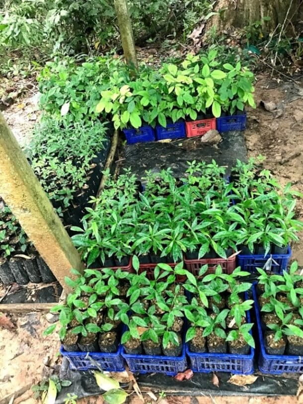 In Thailand, a cheap bottle crate hack gives tree saplings a fighting ...