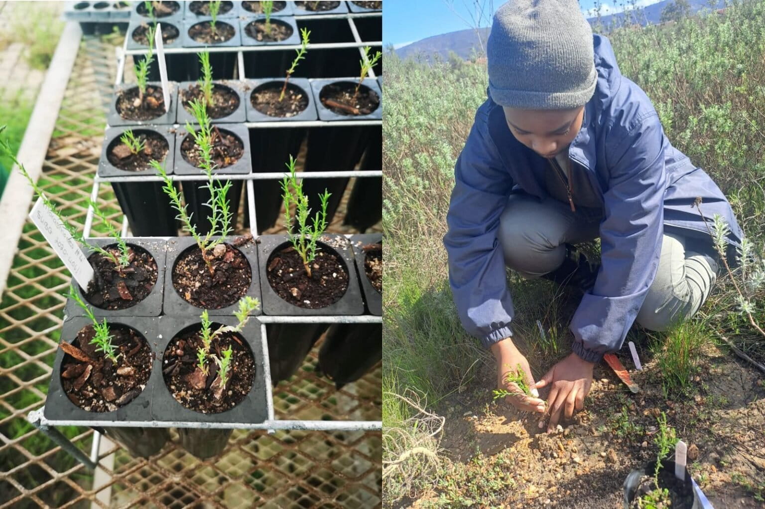 Botanists decode secret life of rare plants to ensure reintroduction ...