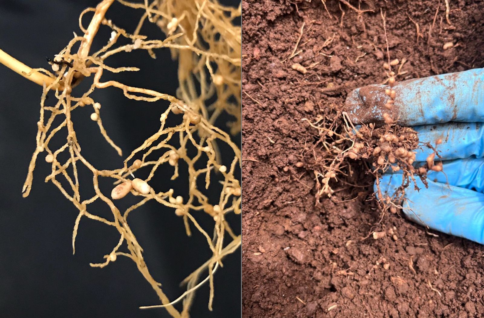 Botanists decode secret life of rare plants to ensure reintroduction ...