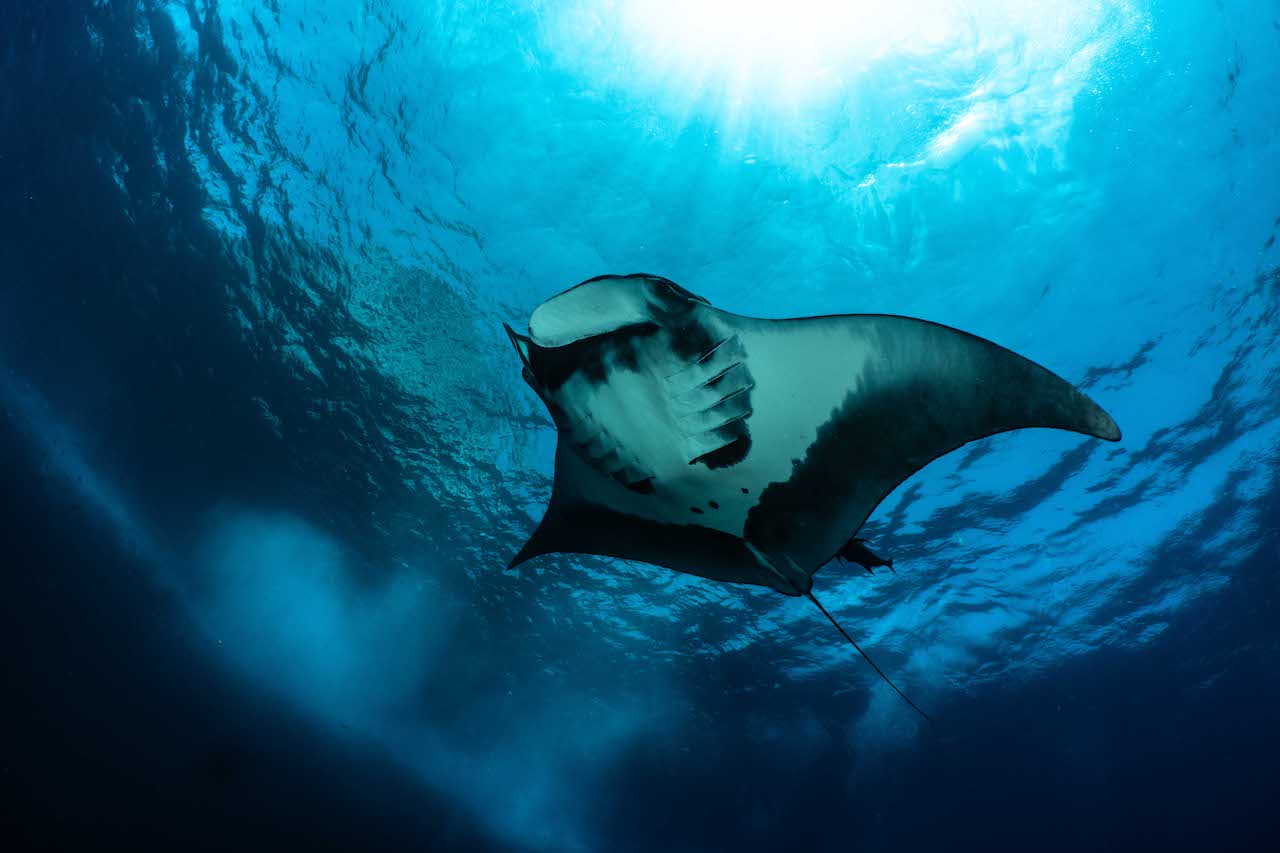 Deep-diving manta rays use the ocean’s midnight zone to build mental ...