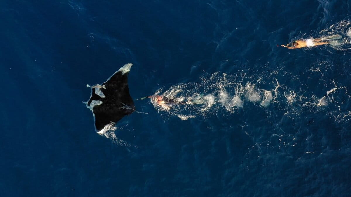 Deep-diving manta rays use the ocean’s midnight zone to build mental ...