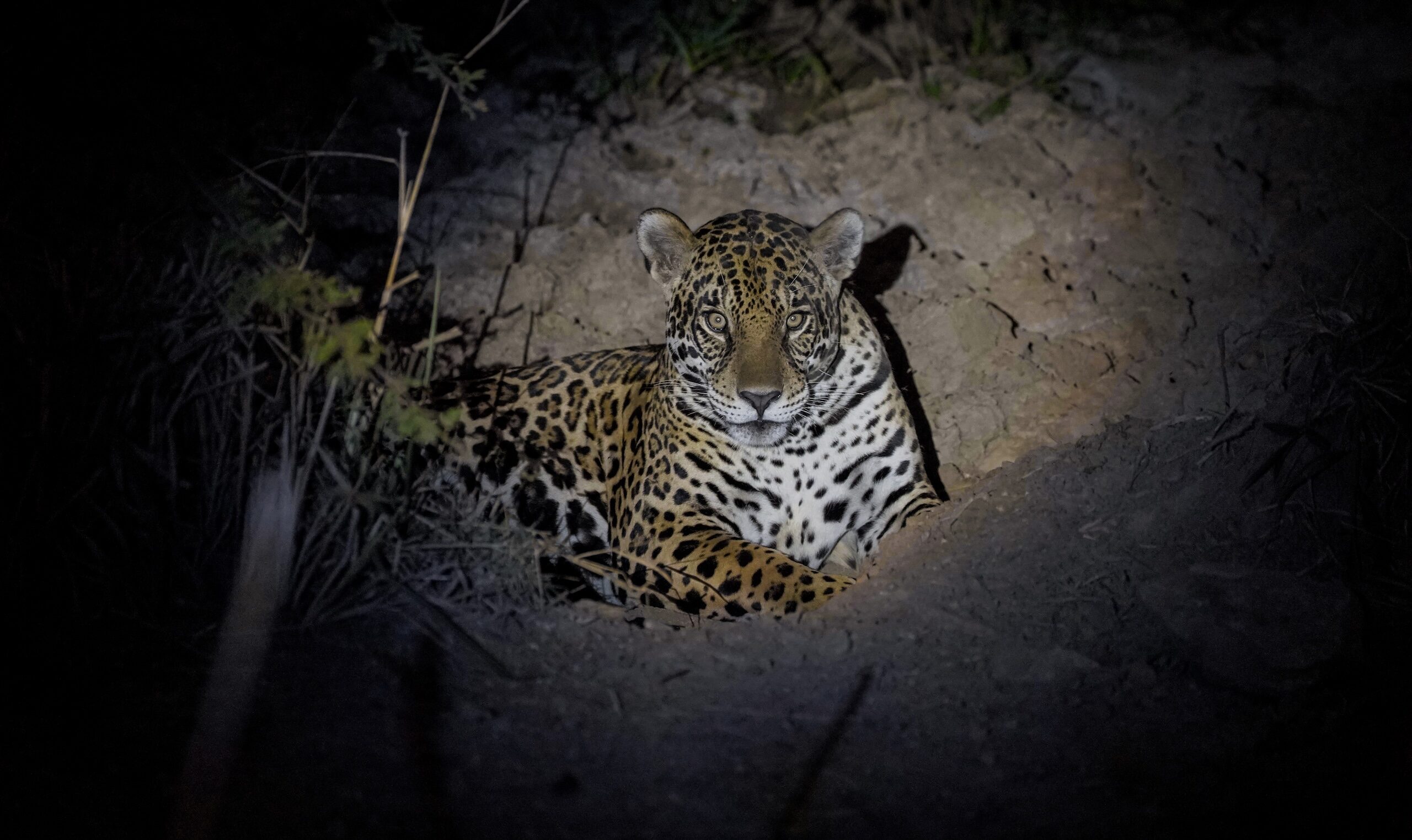 To save jaguars from extinction, scientists in Brazil are trying IVF ...