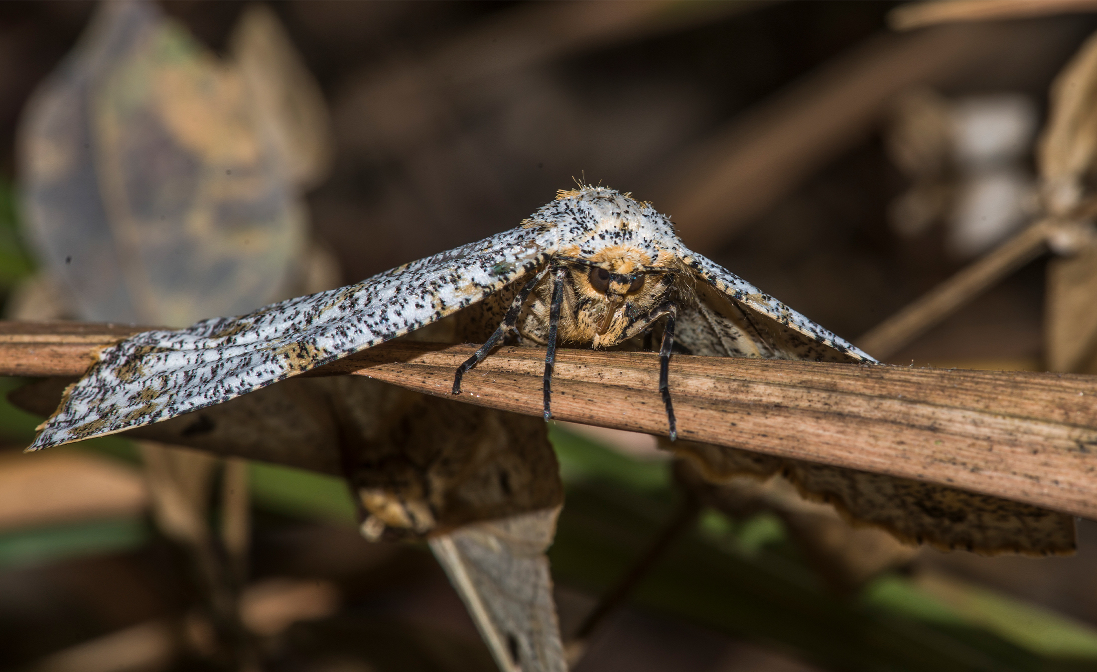 Warmer climate triggers pest infestations in Bangladesh, India tea ...
