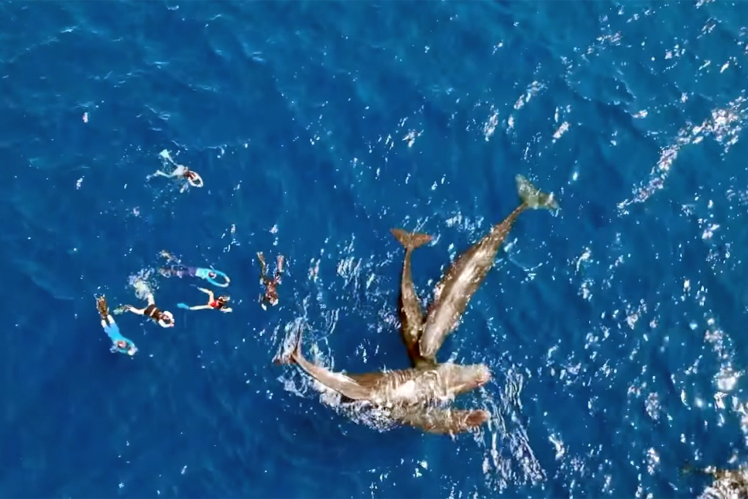 Unregulated tourism risks disrupting Timor-Leste’s whale migration